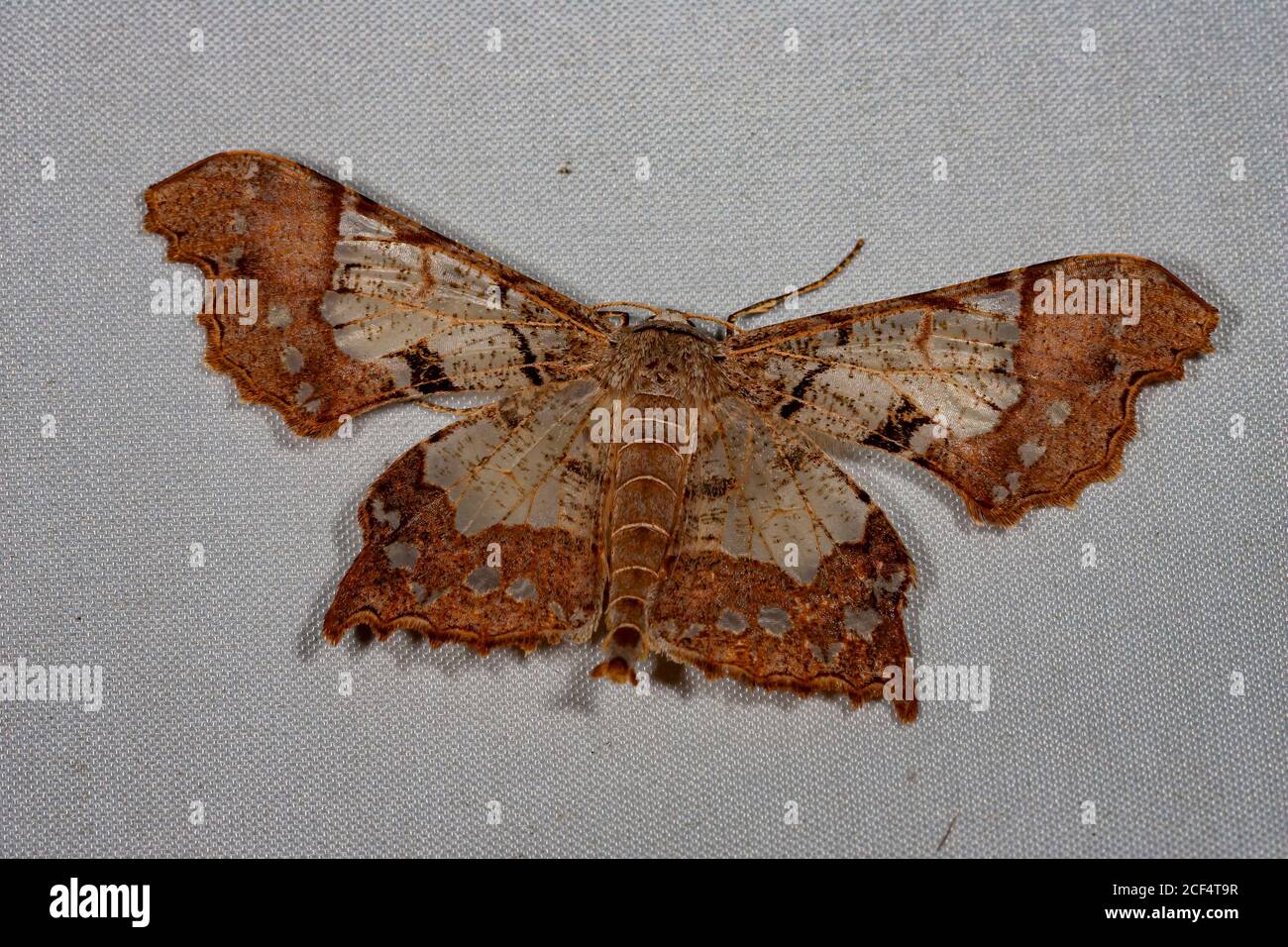 Close up shot of a Epiplema moth in Highland Experimental Farm ...