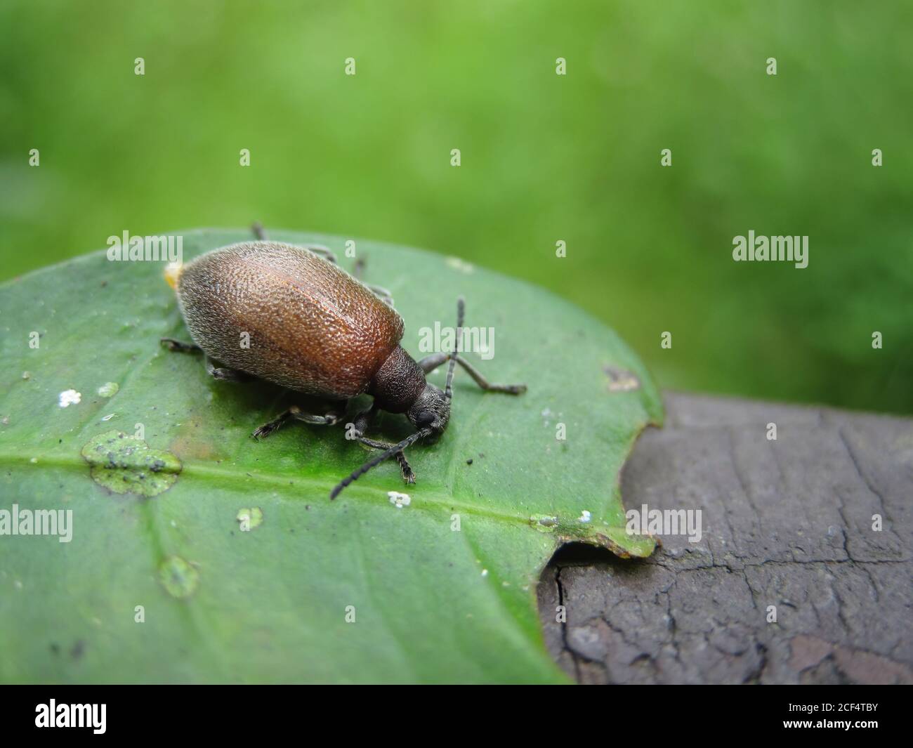 Close up shot of Lagria hirta on a leaf at Taipei, Taiwan Stock Photo ...