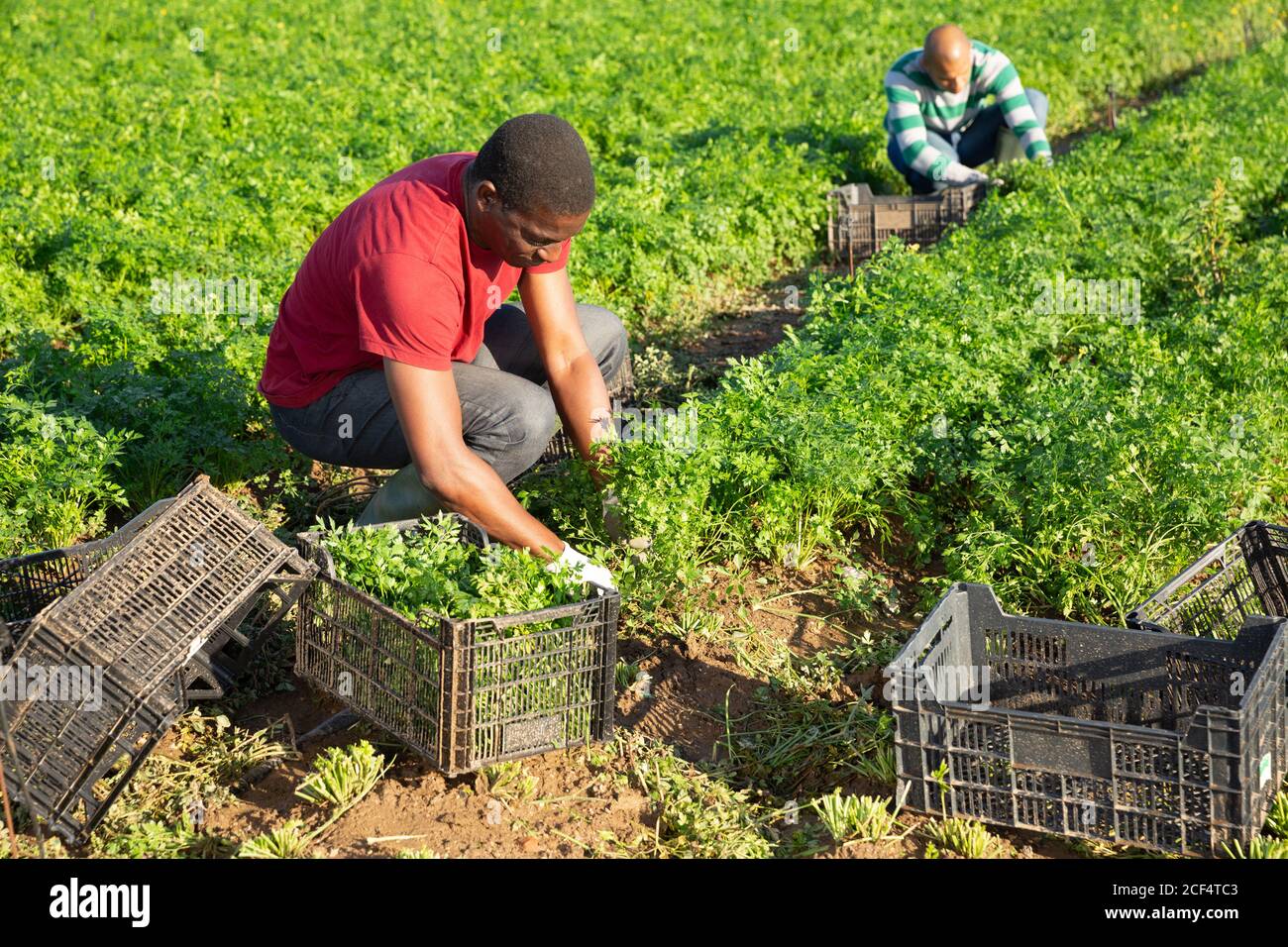 Portrait of skilled African American working on farm field during ...