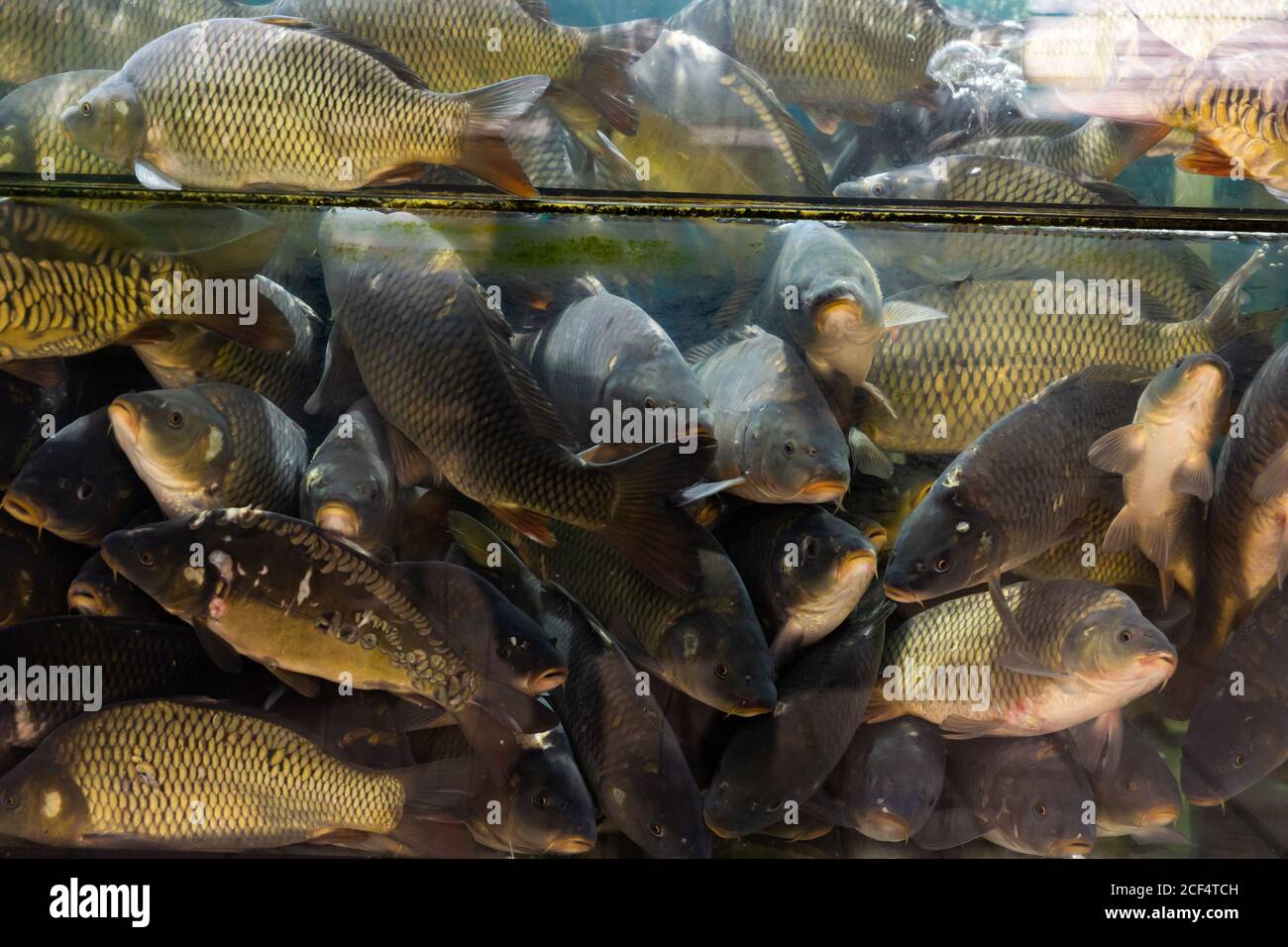 Live fresh water fishes in glass aquarium in supermarket Stock Photo ...
