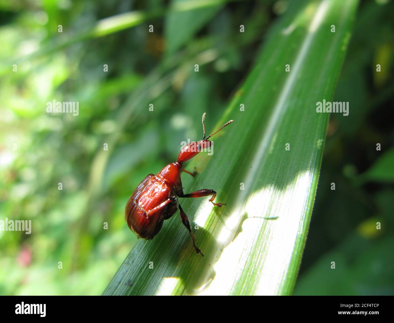 Close up shot of weevil on a leaf at Taipei, Taiwan Stock Photo - Alamy
