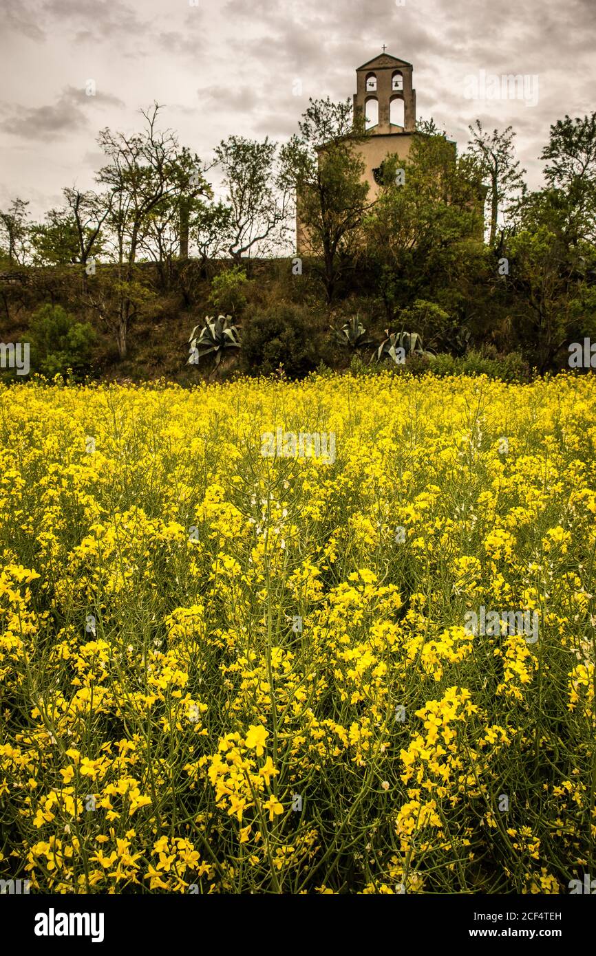 Mustard plants and church in Basque country Spain Stock Photo - Alamy