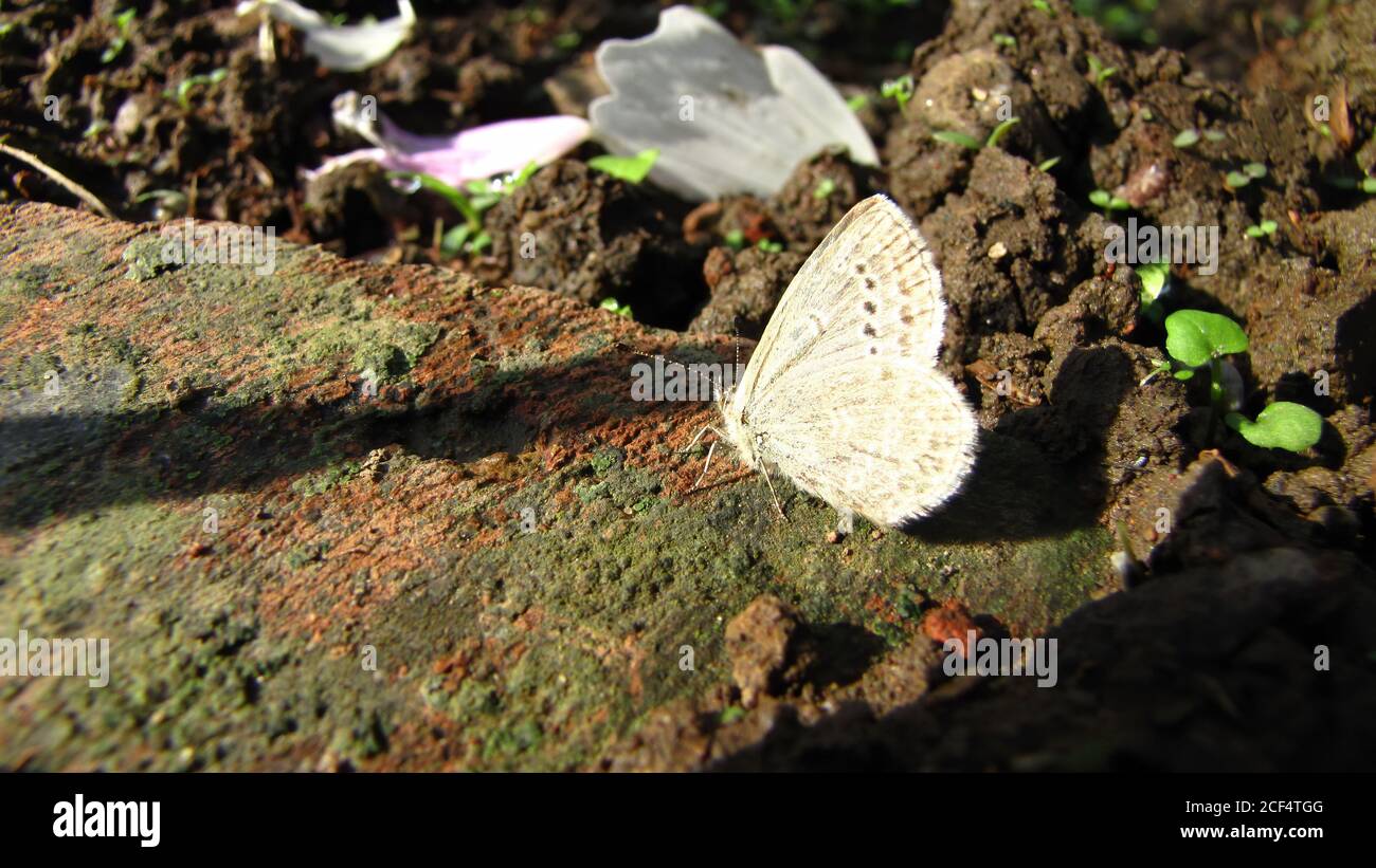 Close up shot of a Tiny grass blue at Taipei, Taiwan Stock Photo - Alamy