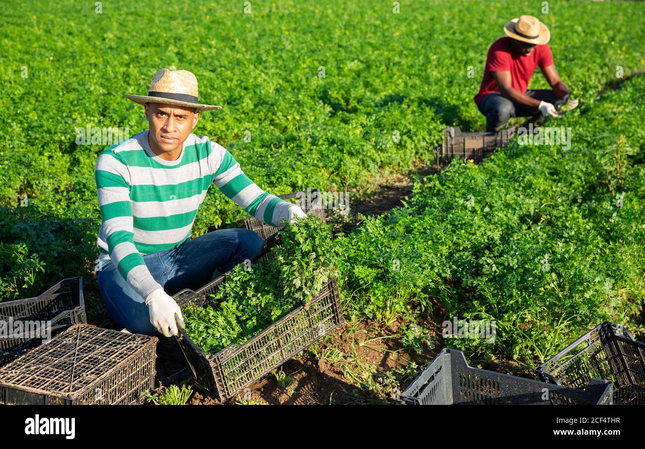 Skilled hispanic farm worker showing box of picked parsley on field ...