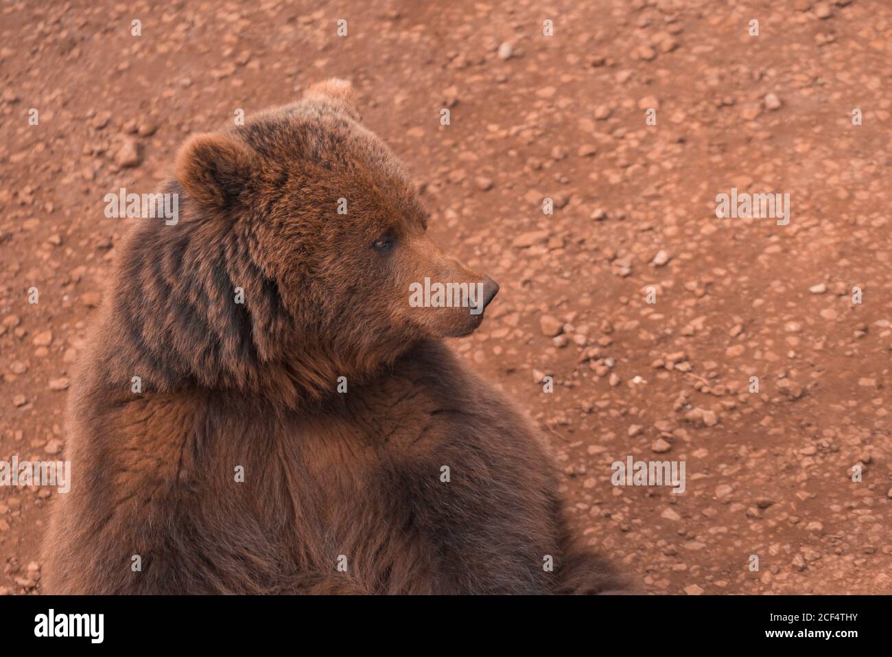 Brown bear walking in rocky terrain Stock Photo - Alamy