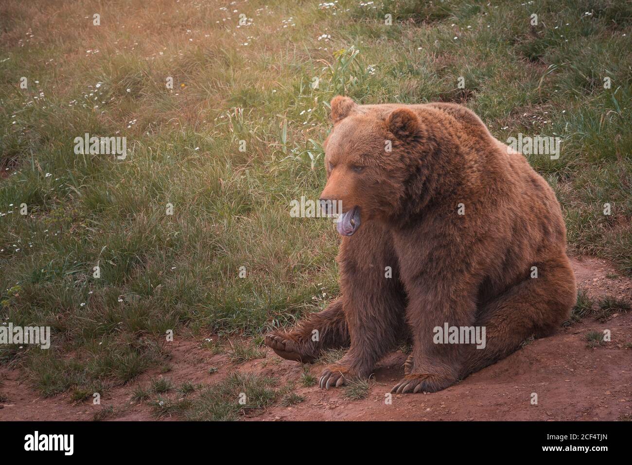 Brown bear walking in rocky terrain Stock Photo - Alamy