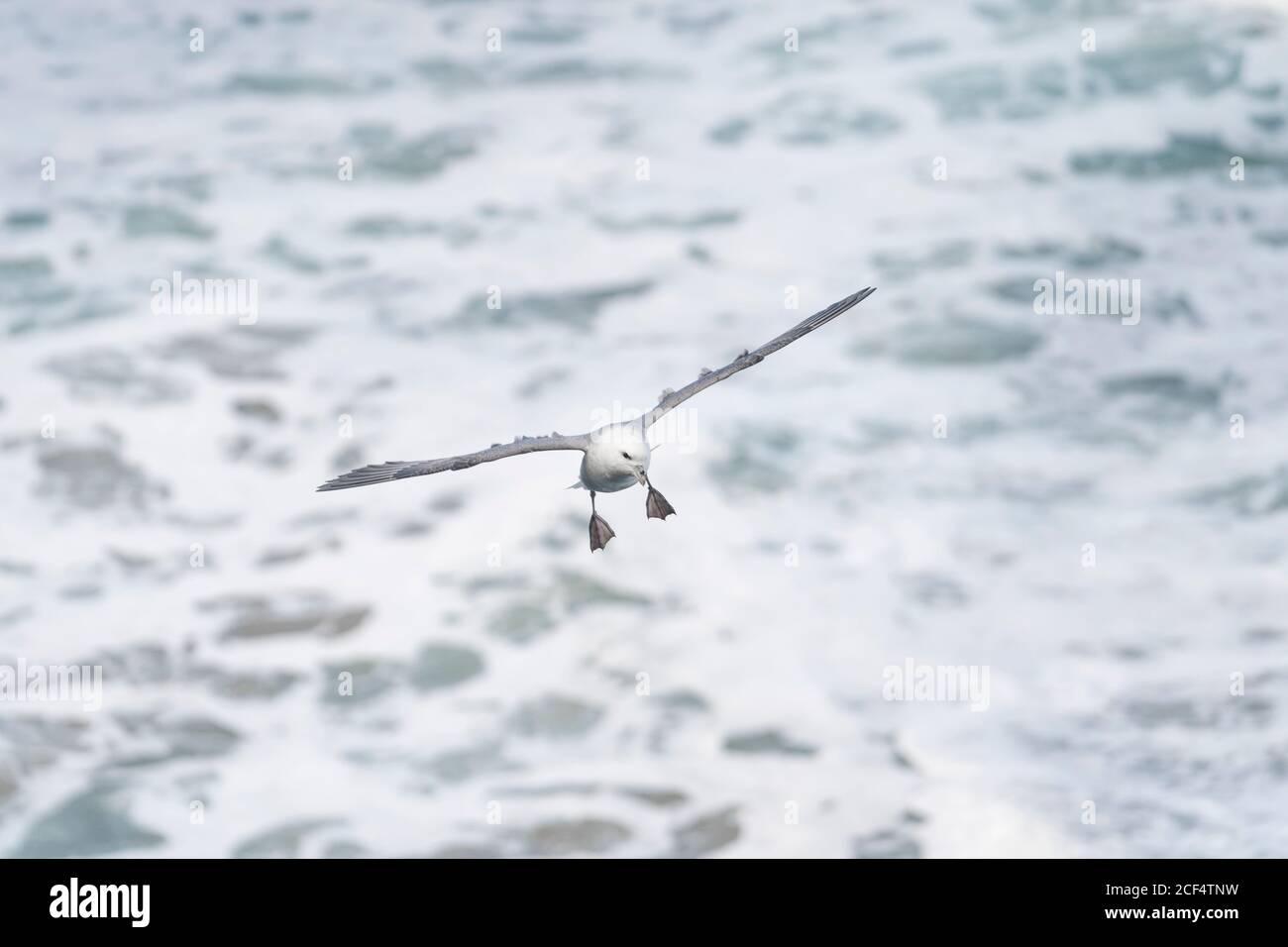Grey and white wild bird flying above waving water Stock Photo - Alamy