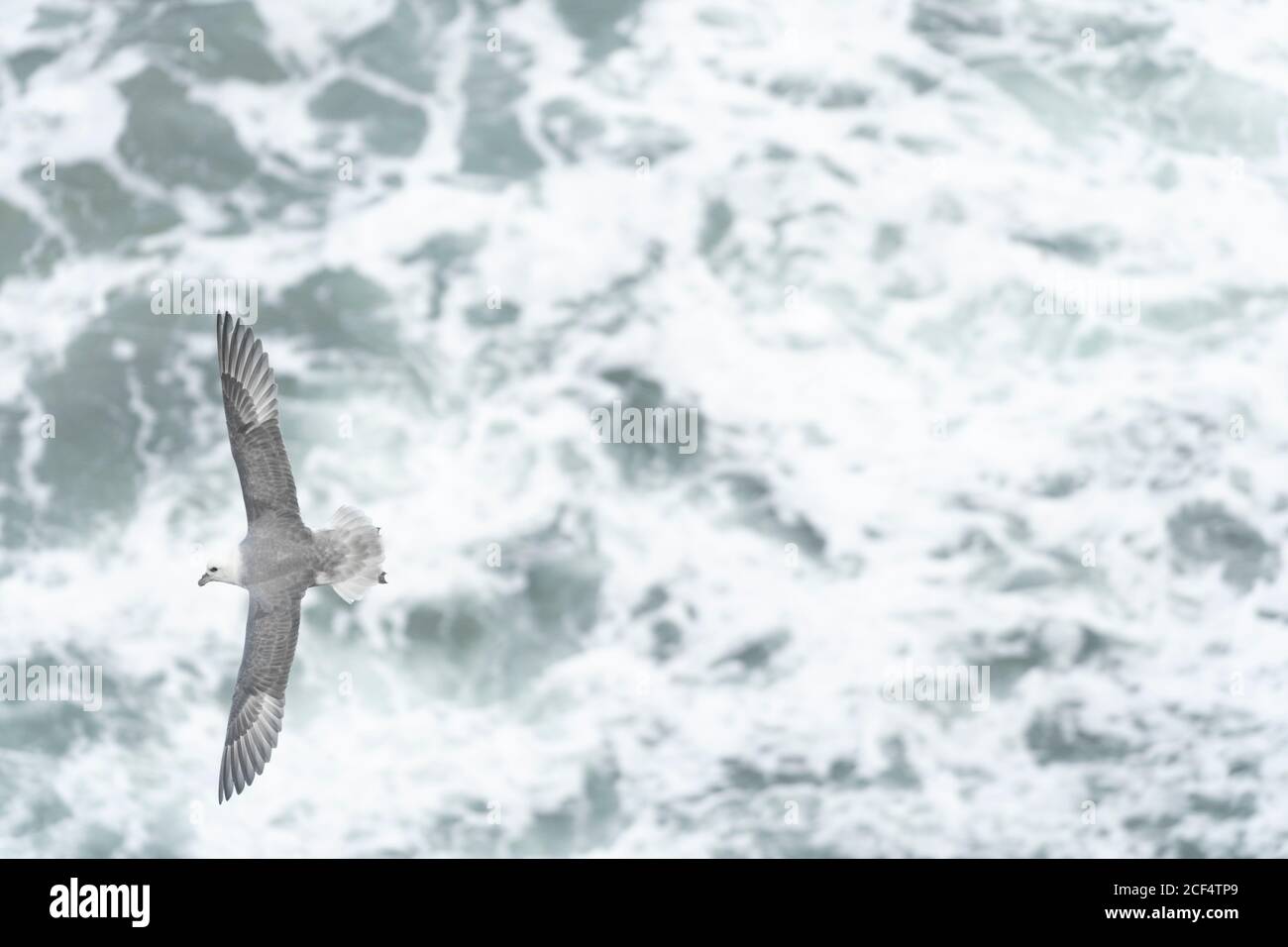 Flying bird from above hi-res stock photography and images - Alamy