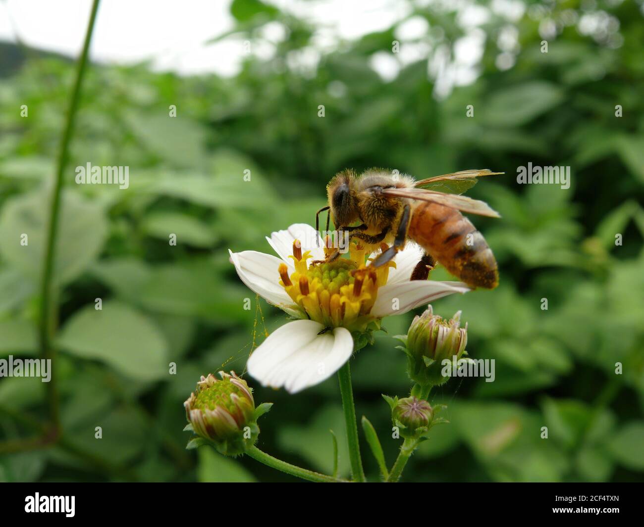 Close up shot of a bee working on flower at Taipei, Taiwan Stock Photo ...