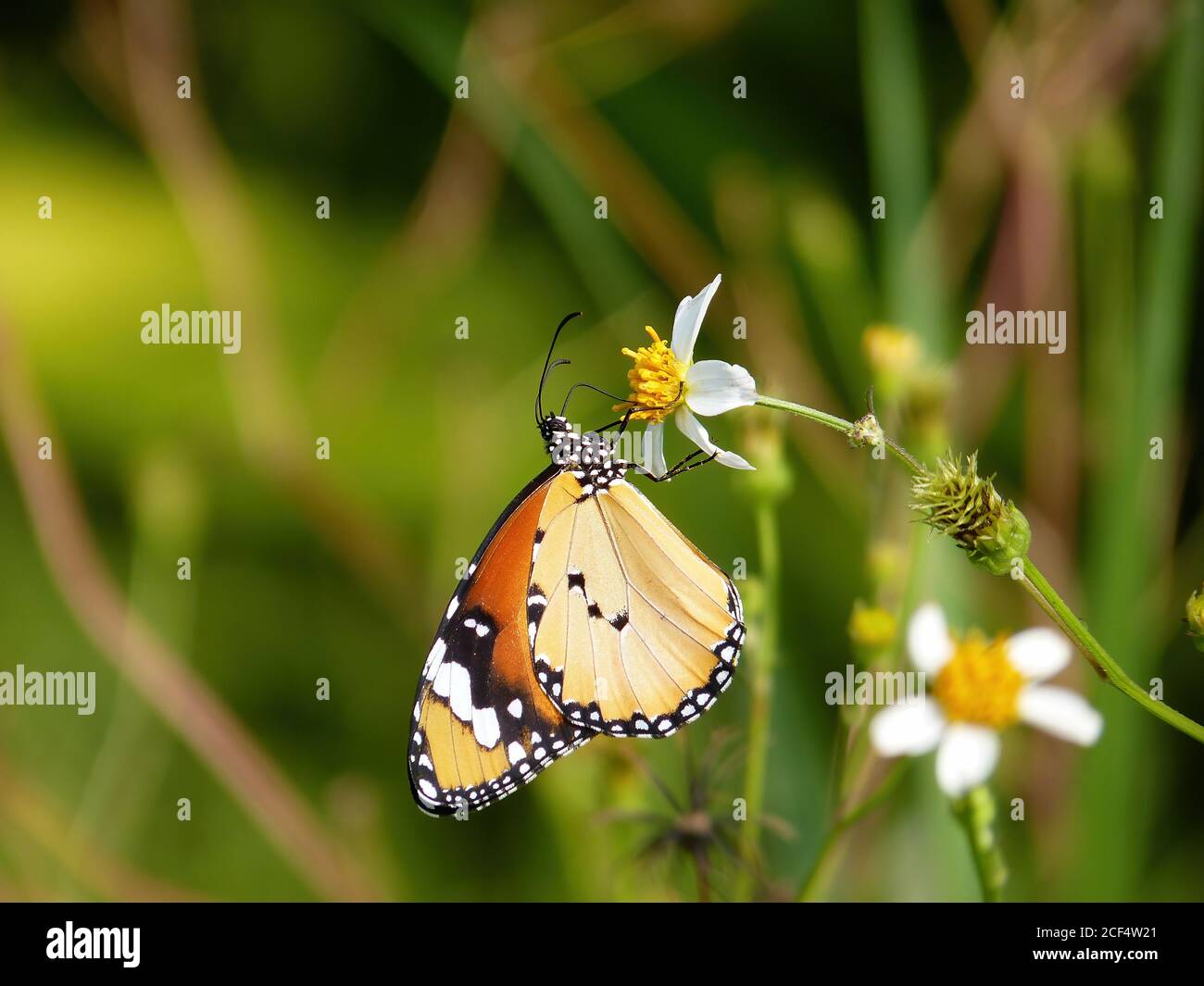 Close up shot of Danaus chrysippus butterfly at Taipei, Taiwan Stock ...