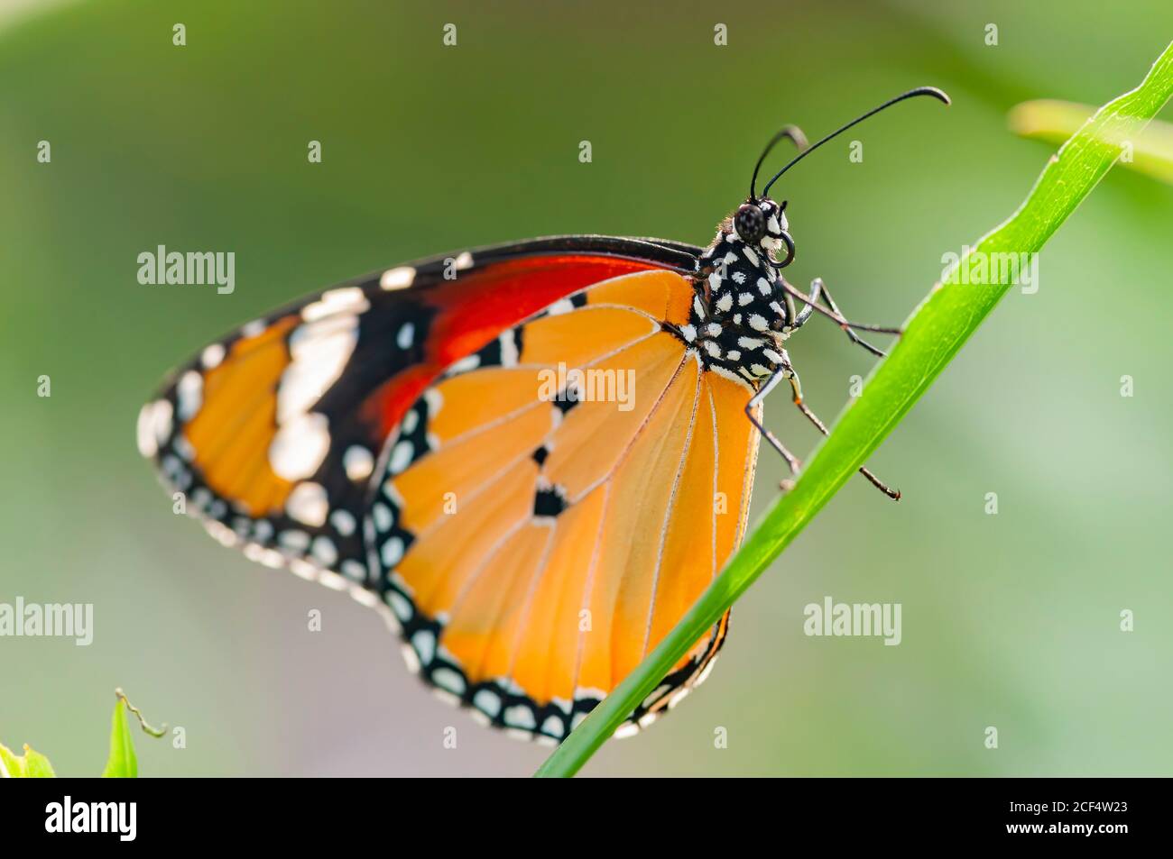 Danaus chrysippus butterfly hi-res stock photography and images - Alamy