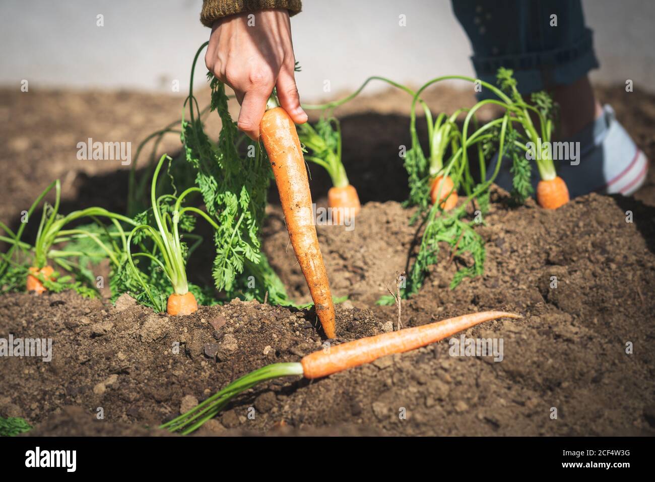 anonymous female in casual outfit pulling ripe carrot from soil on ...