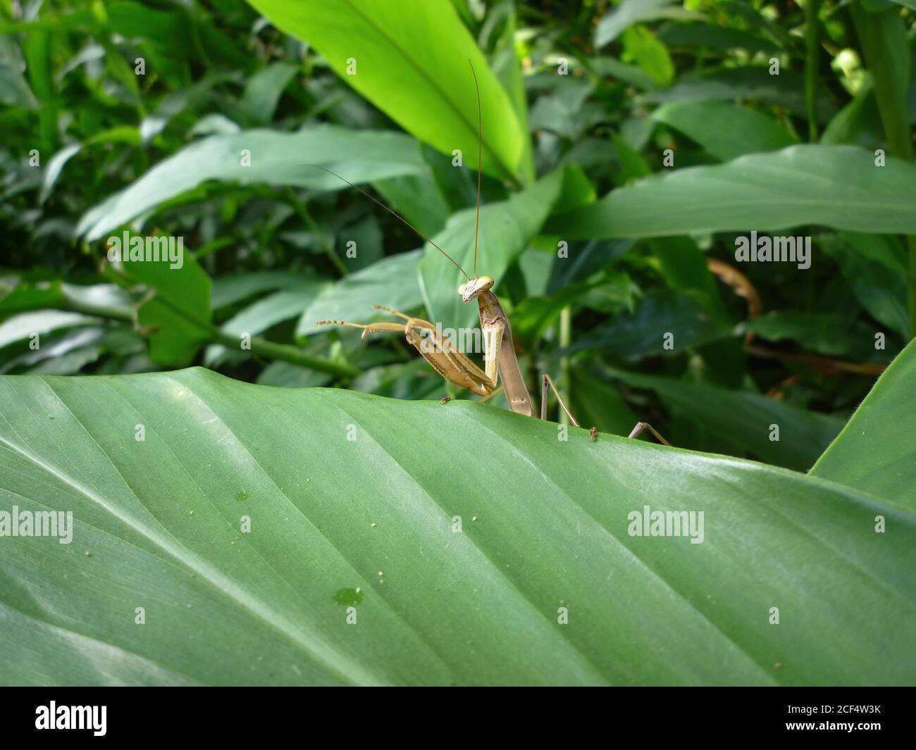 Tenodera aridifolia hi-res stock photography and images - Alamy