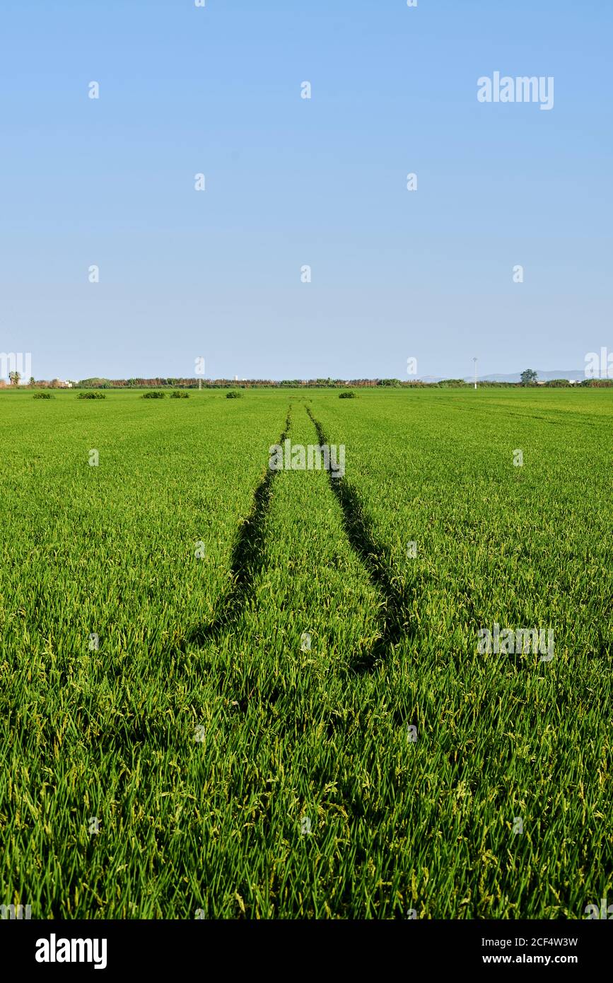 Marks on rice field and sunny day, green fields, bright blue Stock ...