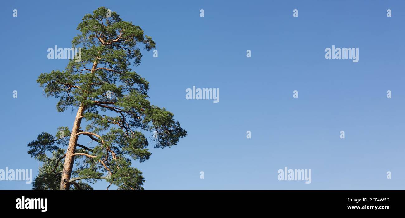 Top of a pine tree with right copy space, natural background or header ...