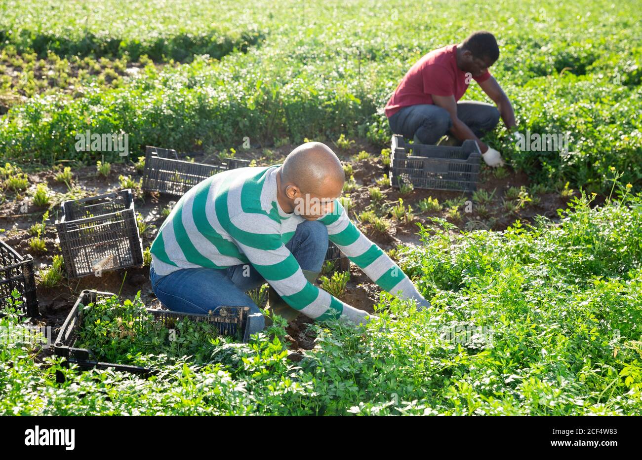 Portrait of skilled Hispanic man working on farm field during harvest ...