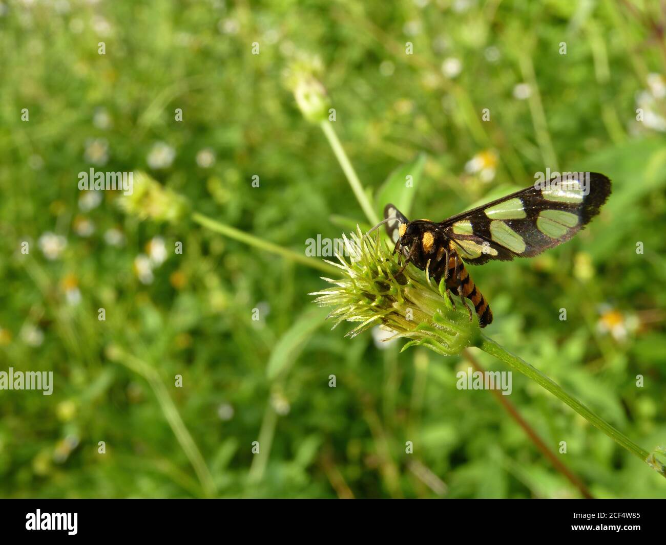 Close up shot of Wasp Moths on a flower at Taipei, Taiwan Stock Photo ...