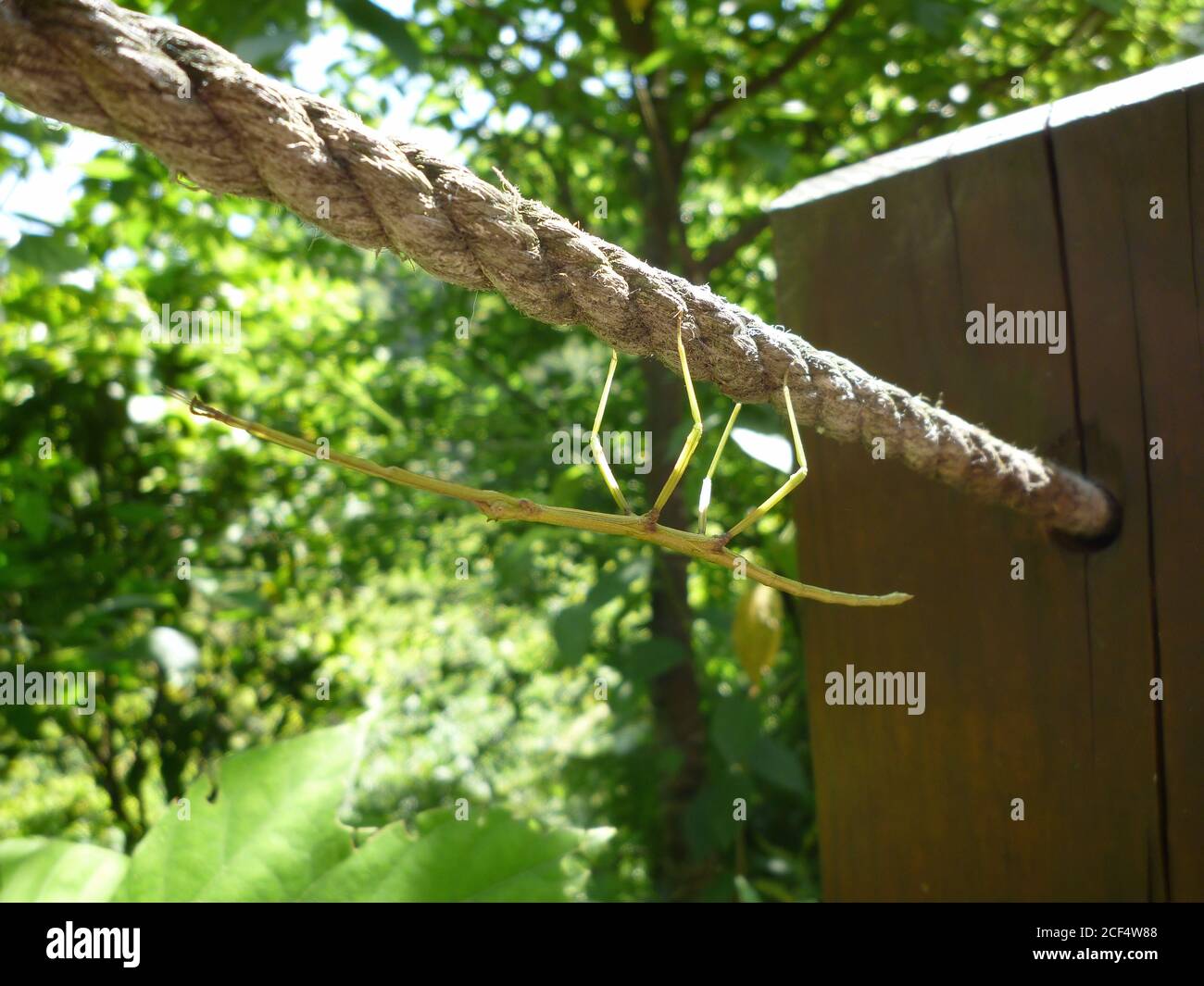 Phasmatodeans hi-res stock photography and images - Alamy