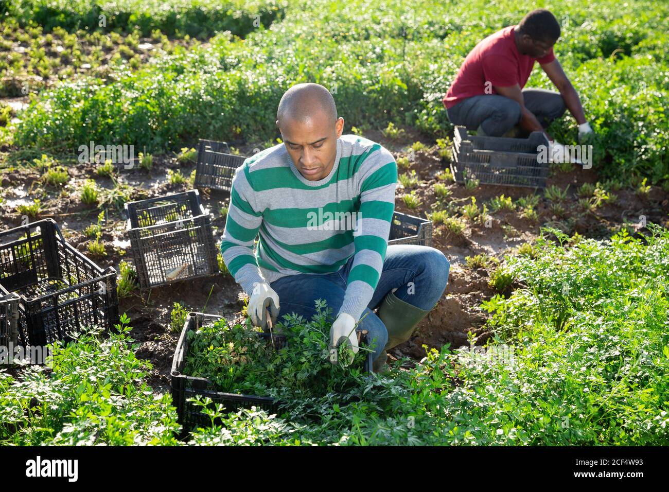 Adult hispanic farmer working on farm field in summer time, picking ...