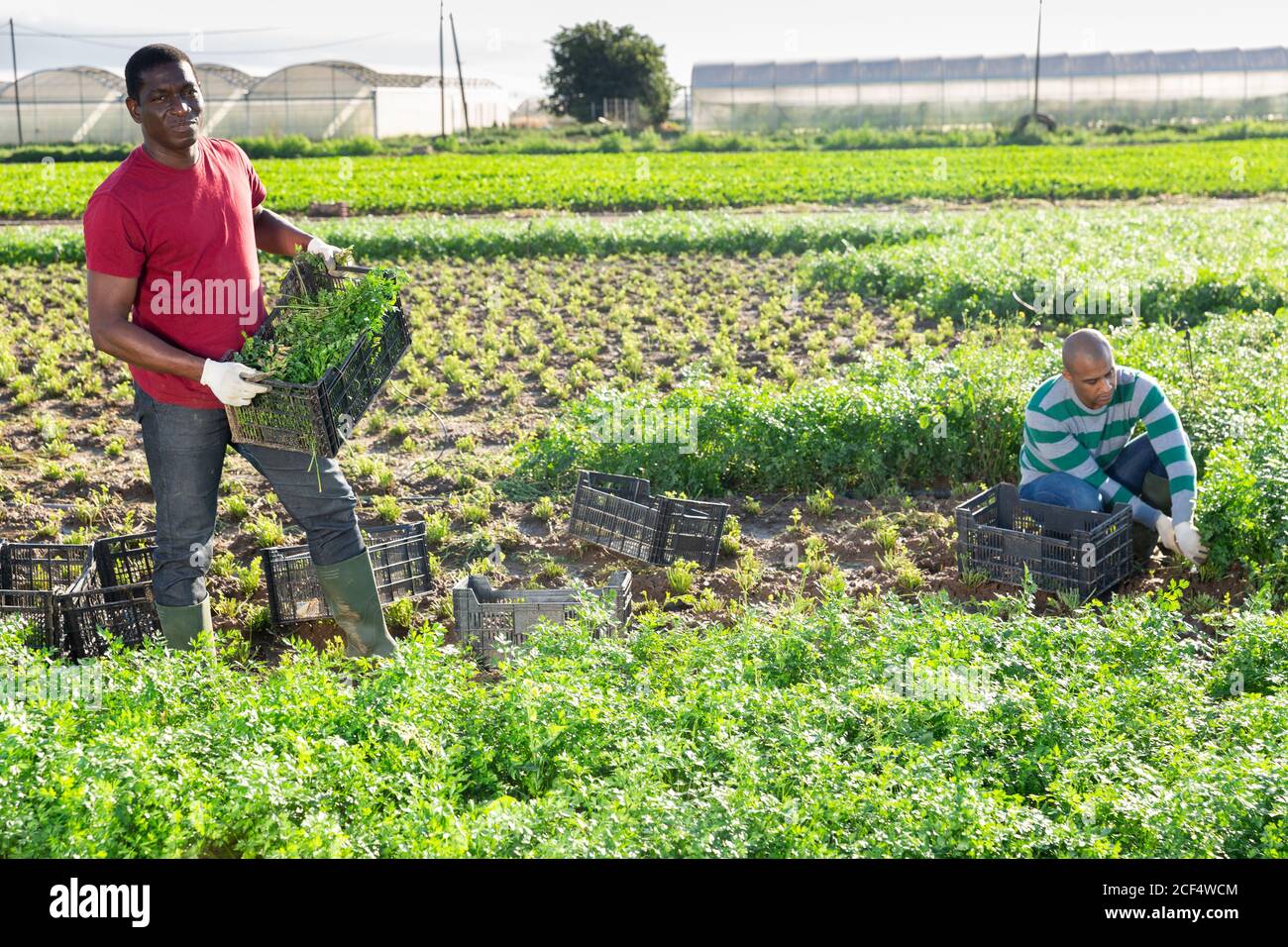 Confident african american farmer engaged in organic parsley growing ...