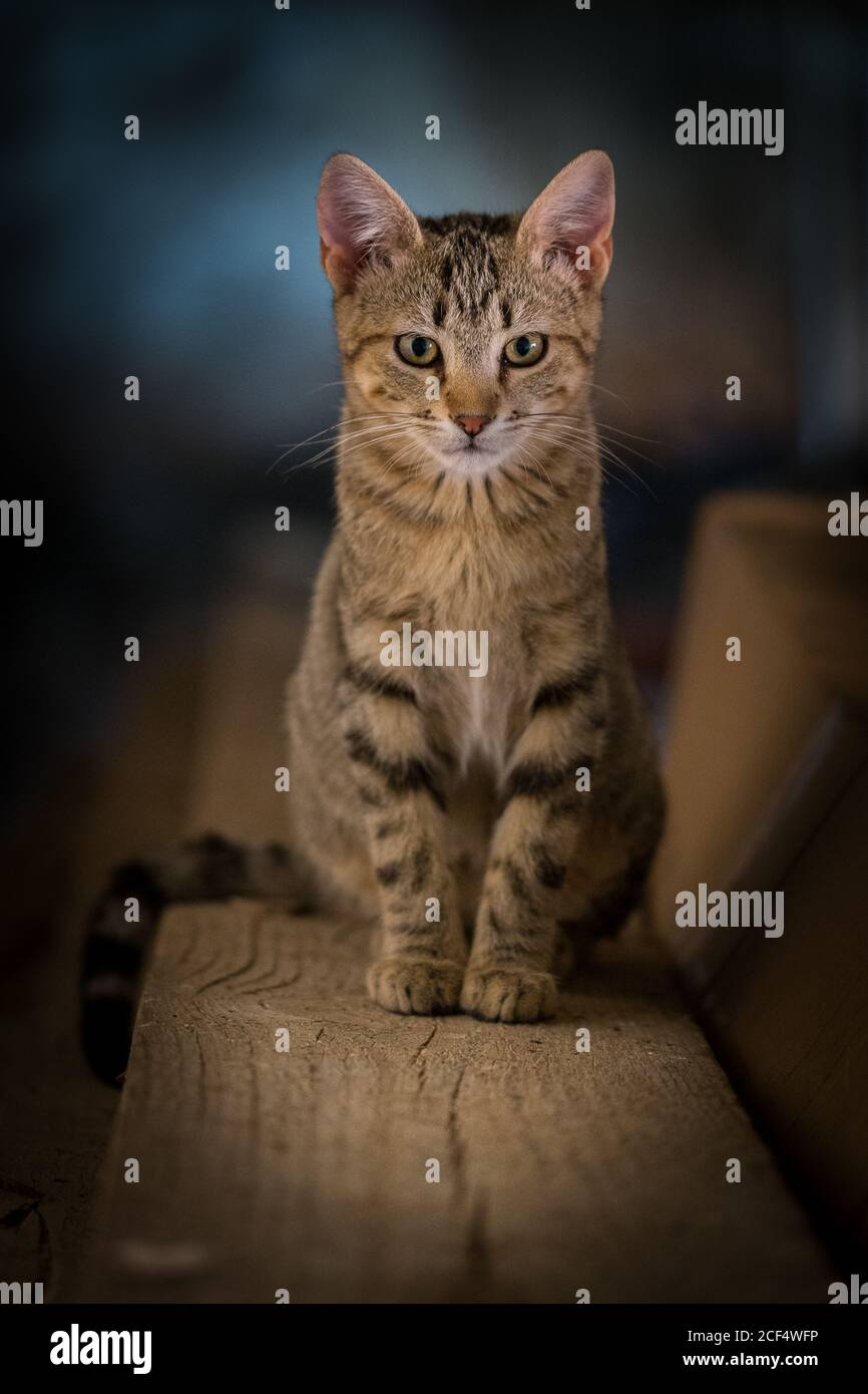 Brown And White Dappled Cat