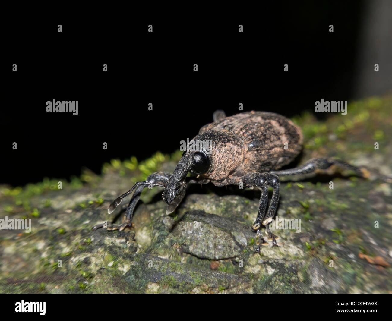 Close up shot of little cute Weevil at Taipei, Taiwan Stock Photo - Alamy