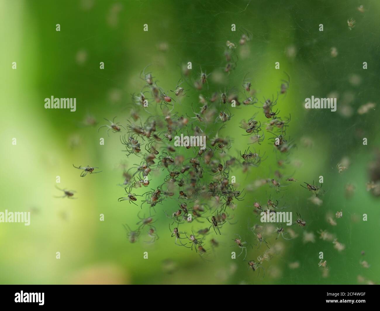Close up shot of many baby spiders on net in Queens Town at Taipei ...