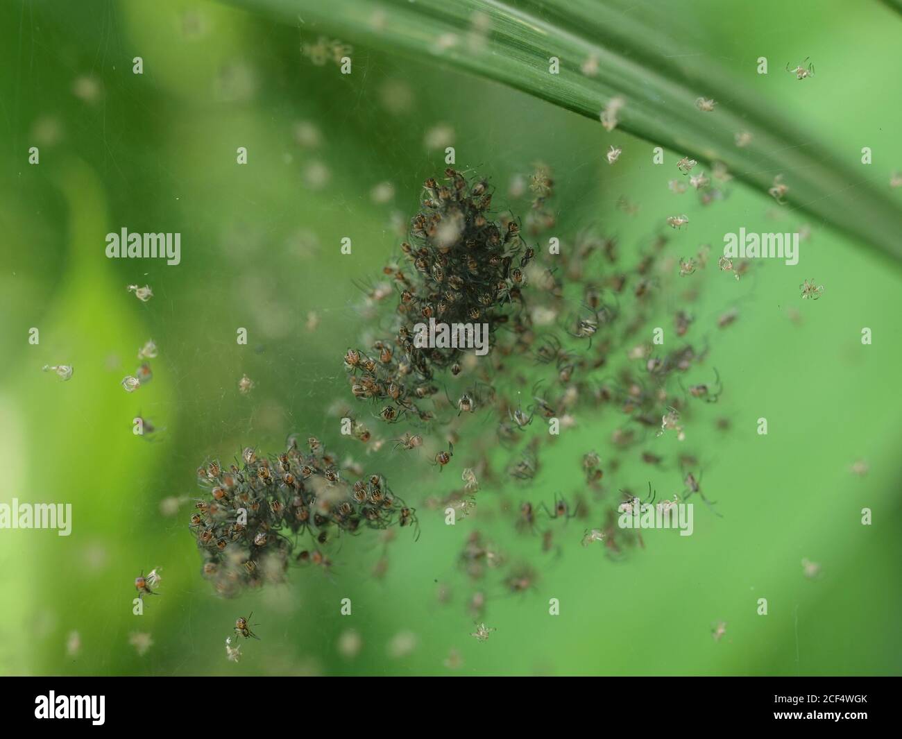 Baby Spiders High Resolution Stock Photography and Images - Alamy