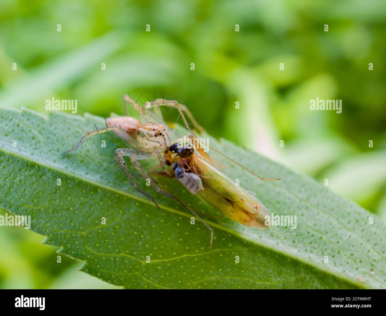 Membrane winged insects hi-res stock photography and images - Alamy