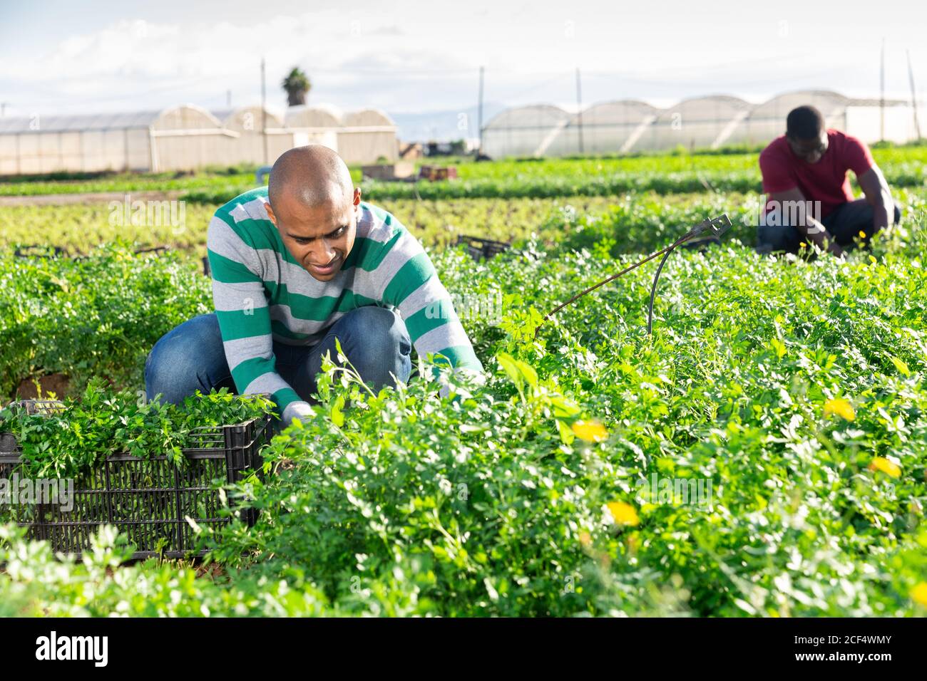 Adult hispanic farmer working on farm field in summer time, picking ...