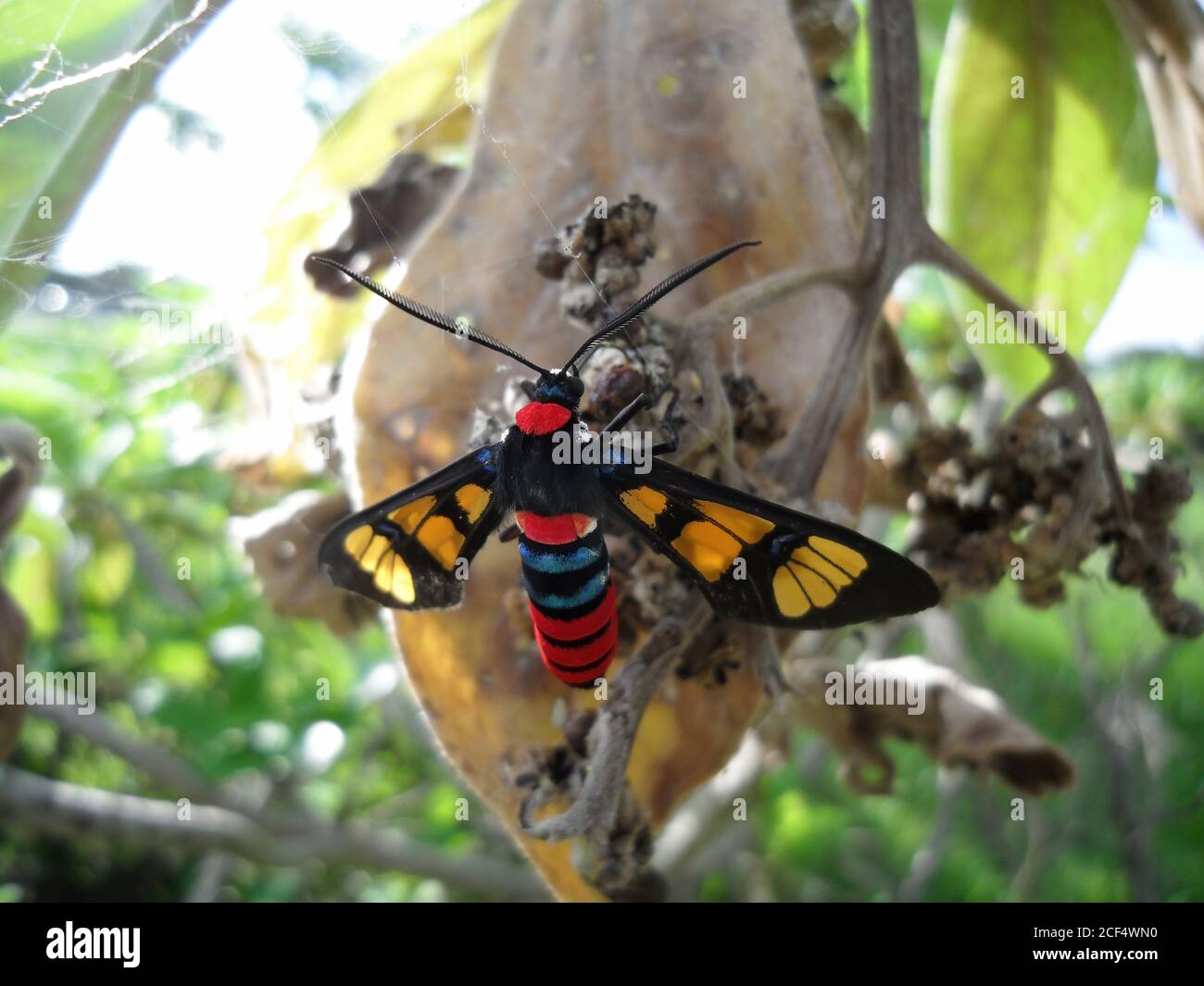 Wasp moths hi-res stock photography and images - Alamy