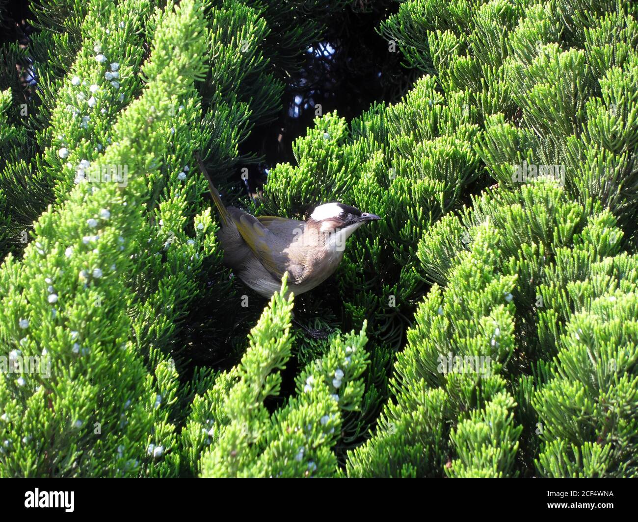 Taiwan white head bulbul hi-res stock photography and images - Alamy