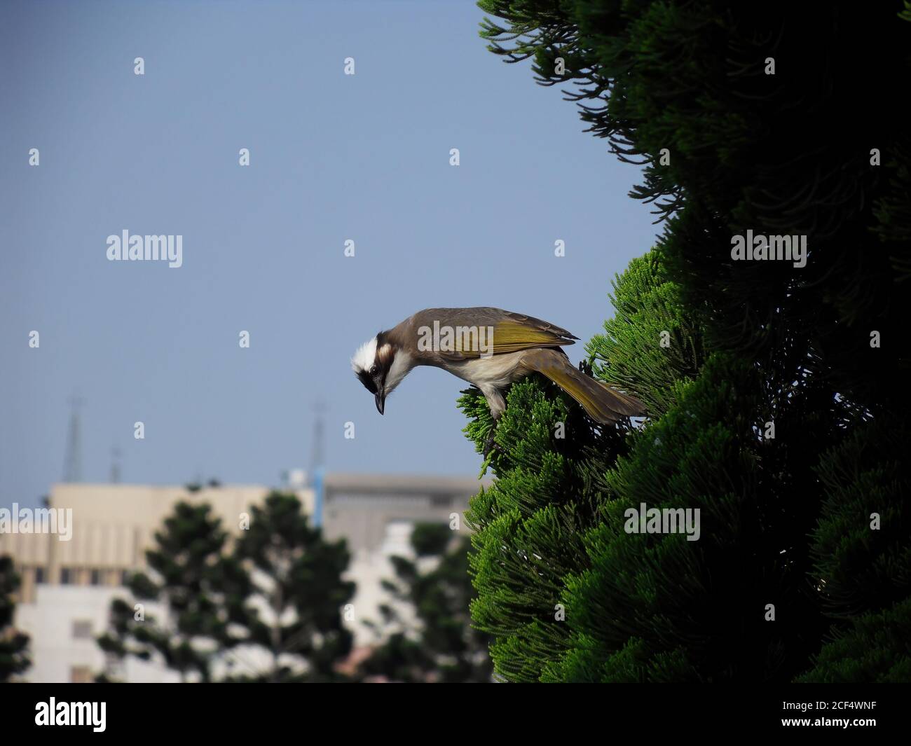 Taiwan white head bulbul hi-res stock photography and images - Alamy