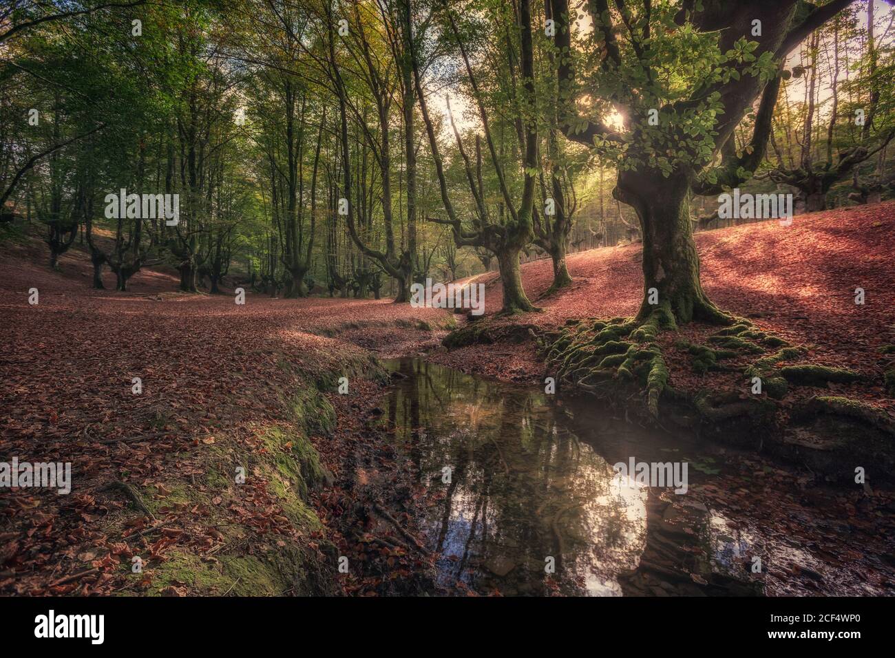 Wonderful landscape with big covered moss branchy tree on slope in ...