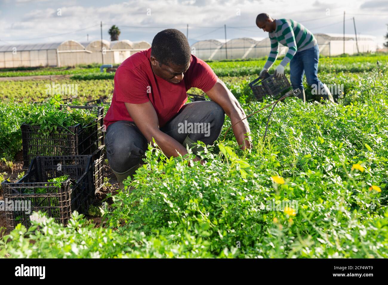 African american farmer picking crop of young leaf parsley on farm ...