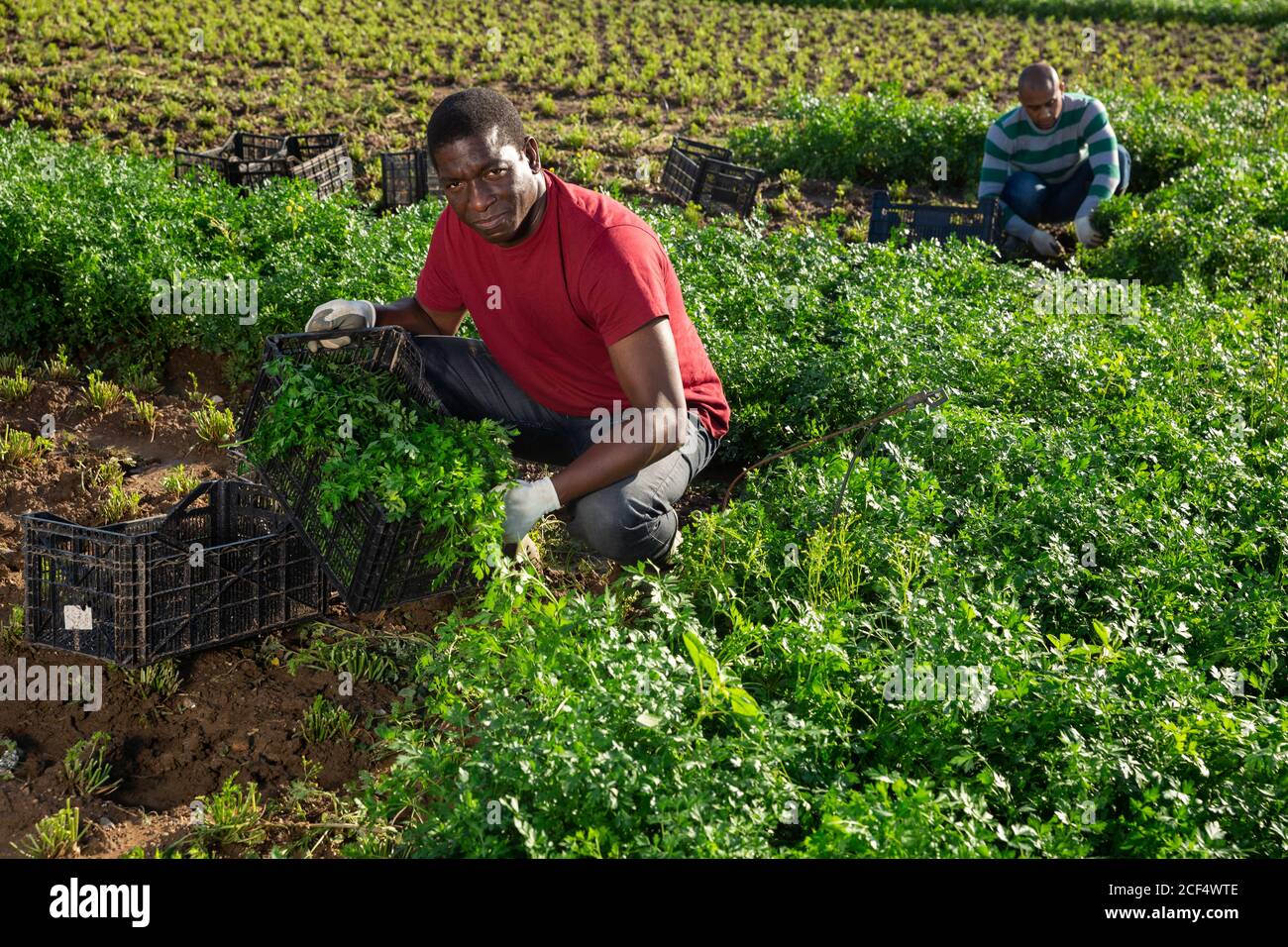 Focused African American male worker gathering harvest of parsley Stock ...