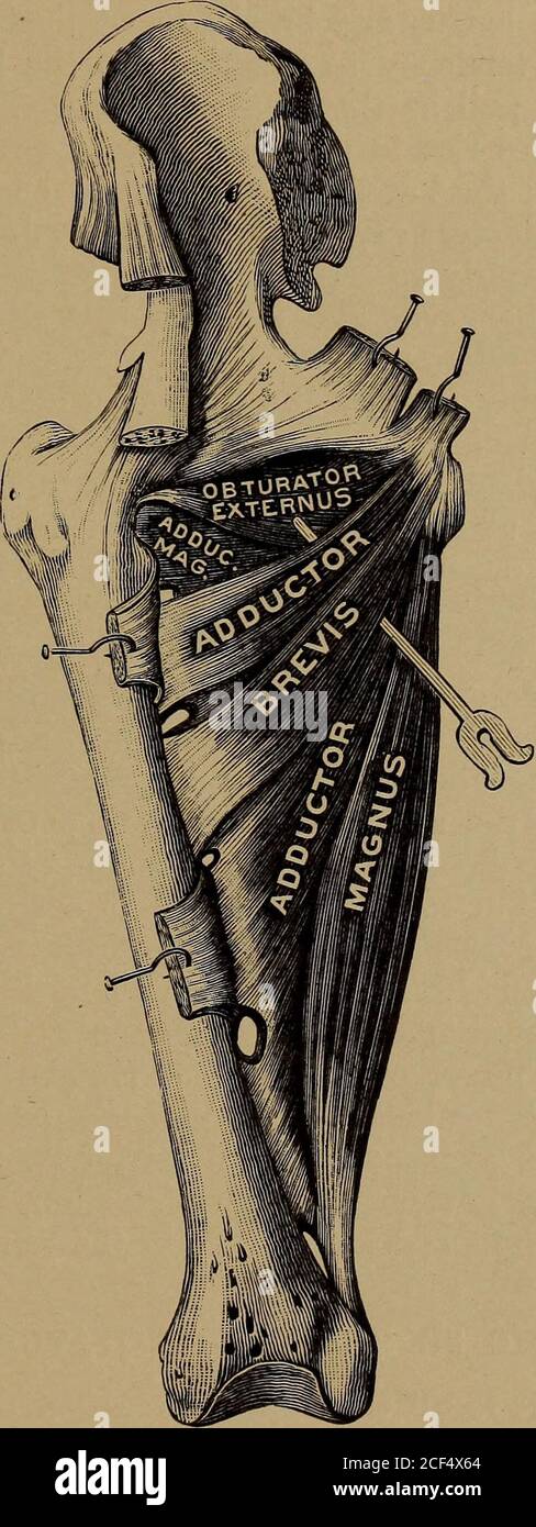 Linea aspera hi-res stock photography and images - Alamy