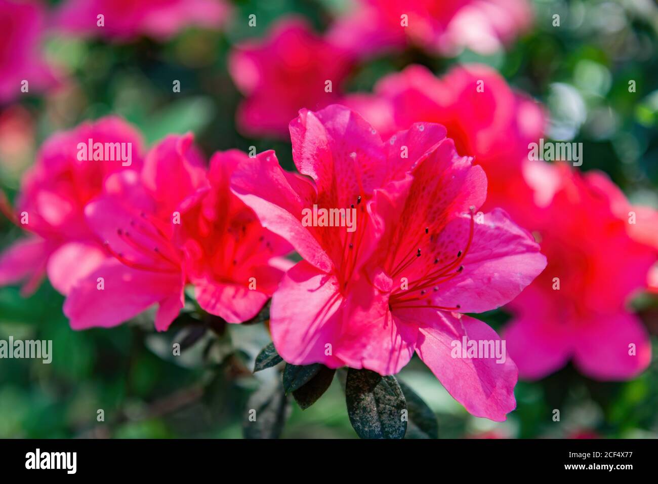 Close up shot of the beautiful Azalea blossom at Taipei, Taiwan Stock ...