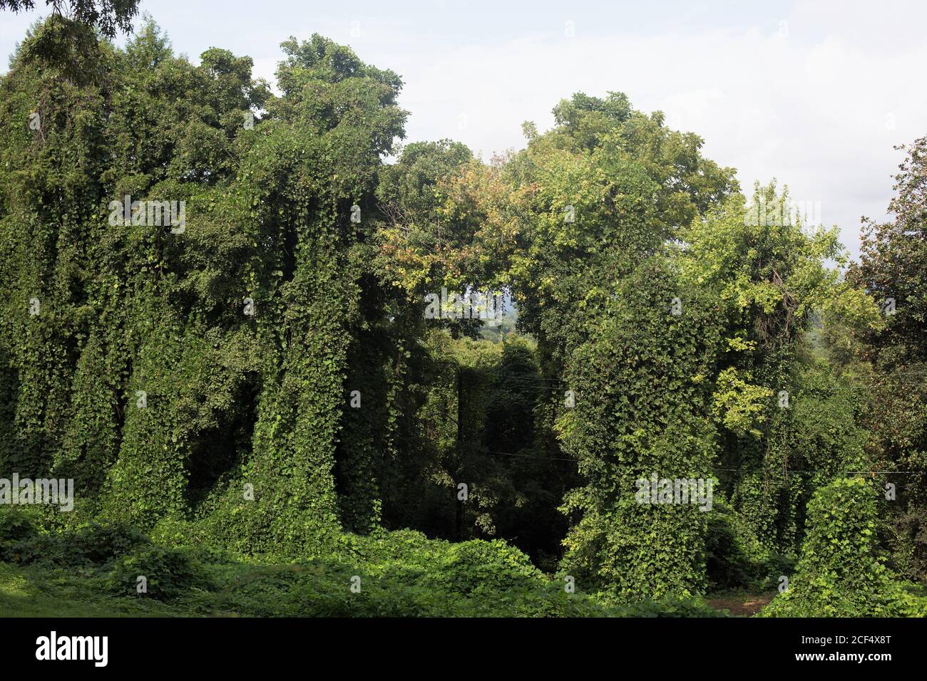 Kudzu draped over trees in Knoxville, Tennesee, USA Stock Photo - Alamy