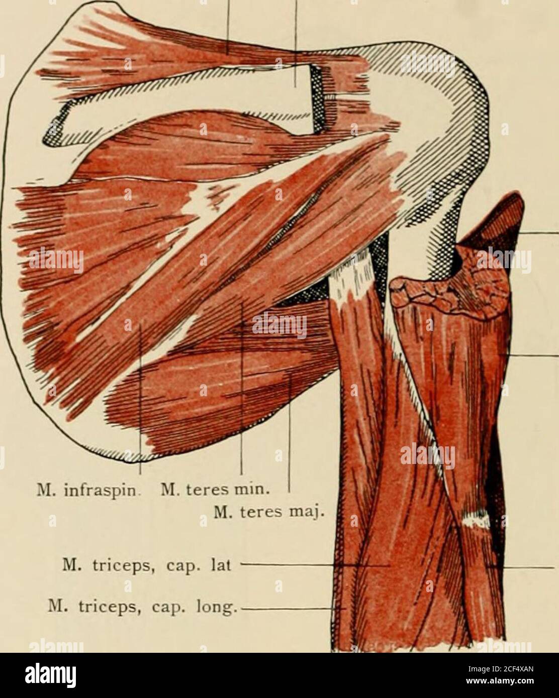 . Die Anatomie des Menschen : Mit Hinweisen auf die ärztliche Praxis ...