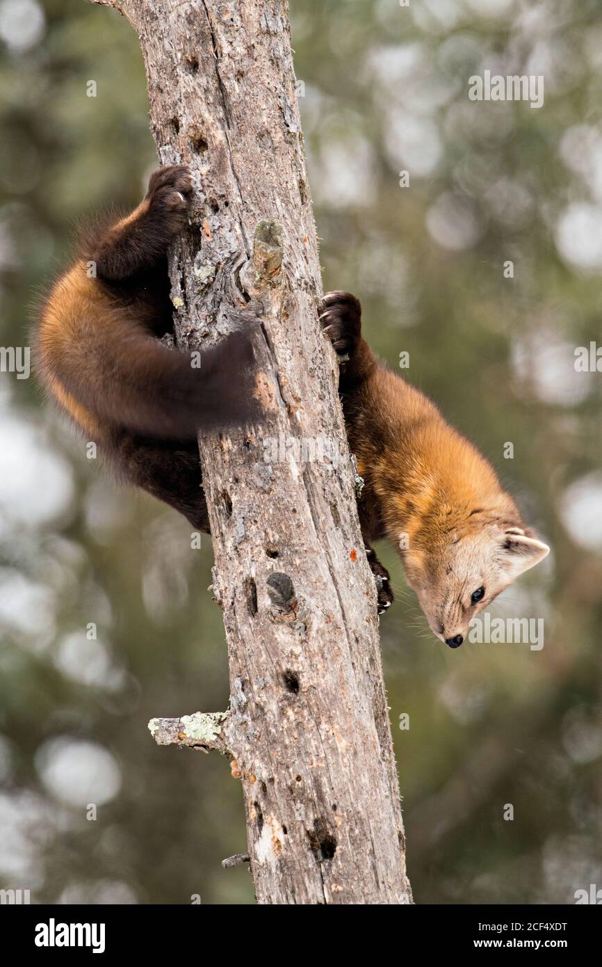 American marten hi-res stock photography and images - Alamy