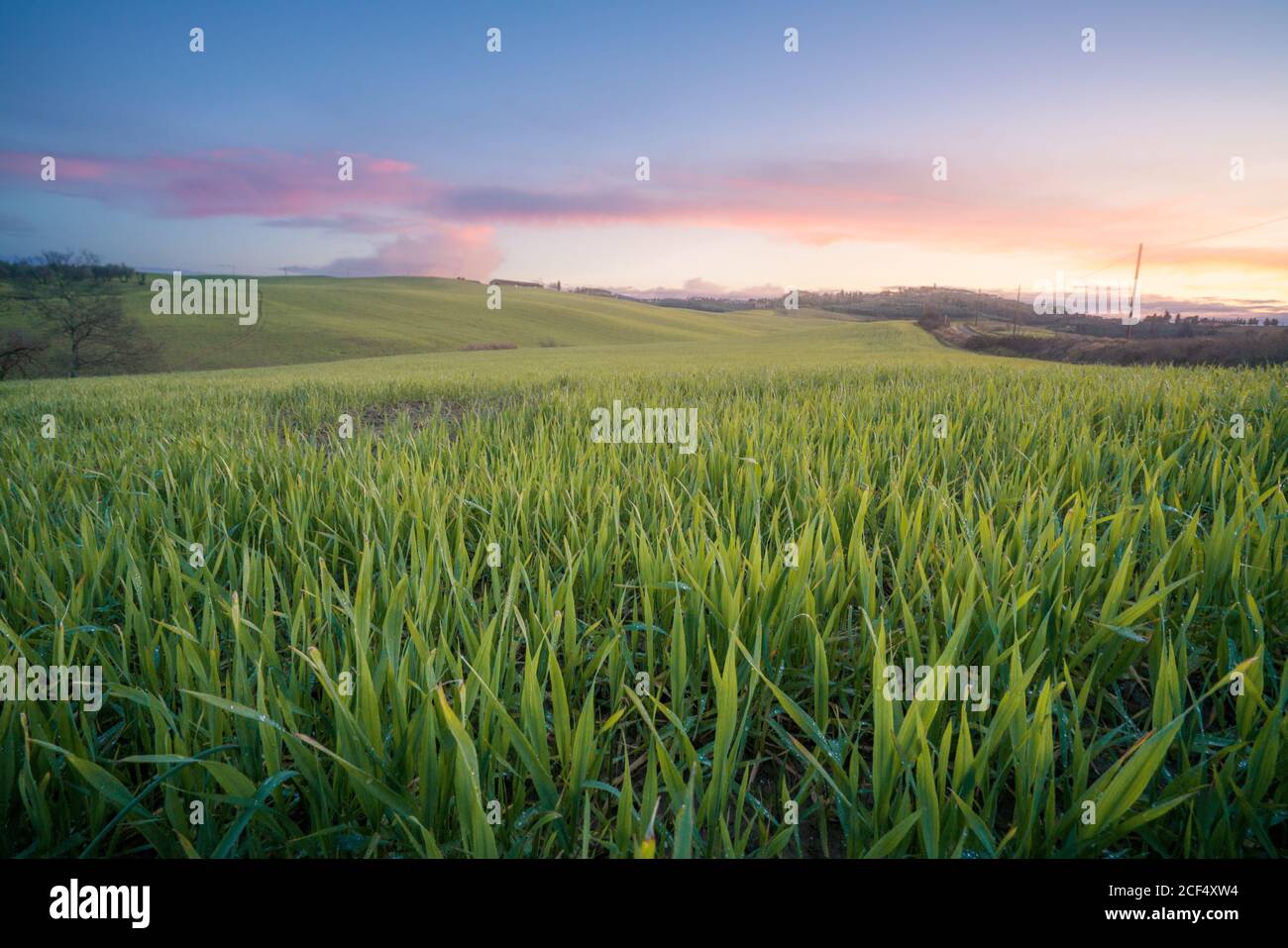 Endless green fields in italy hi-res stock photography and images - Alamy