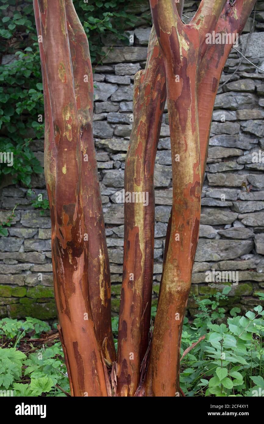Close up of a Lagerstroemia Indica - crapemyrtle tree Stock Photo - Alamy