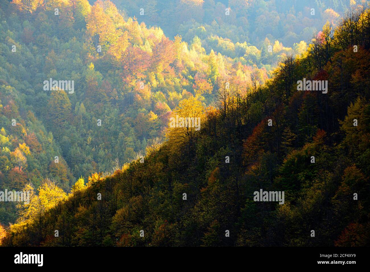 Scenery of nature with sunlight. Forest nature texture, autumnal ...