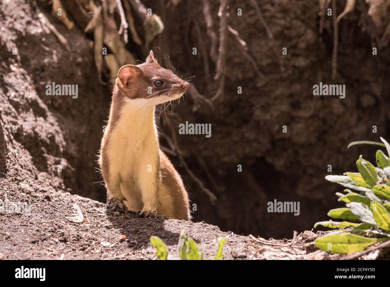 Weasel hole hi-res stock photography and images - Alamy