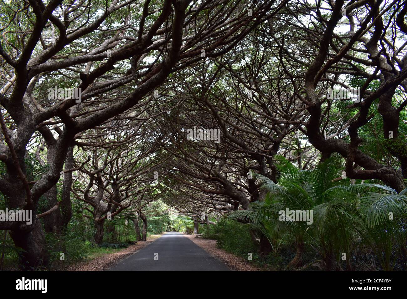 A road lined with overhanging trees creates a tunnel for pedestrians ...