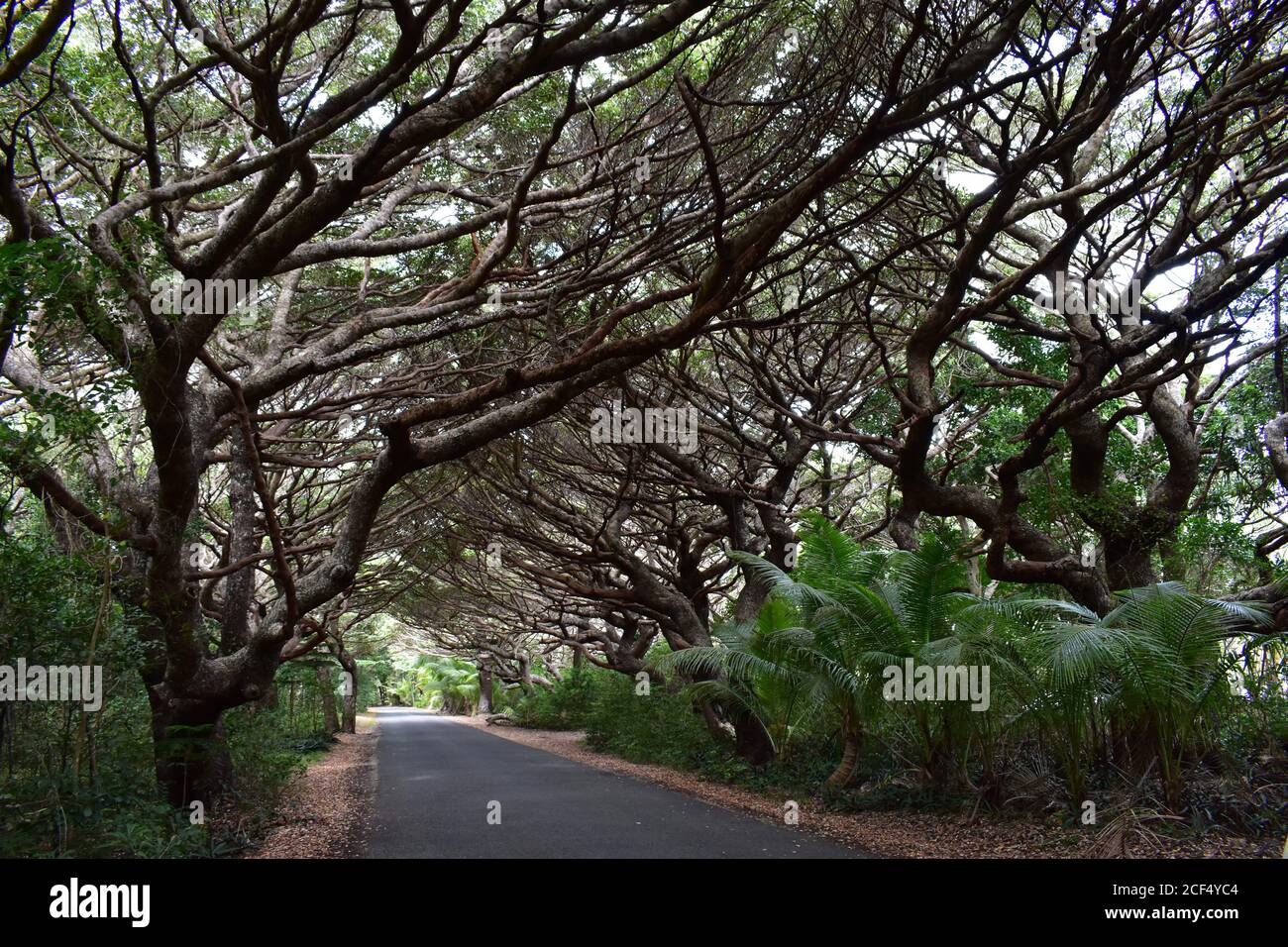 Trees overhanging road hi-res stock photography and images - Alamy