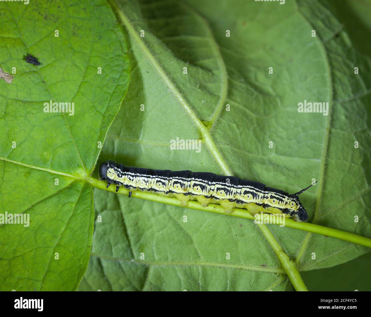 Catalpa shpinx moth larva hi-res stock photography and images - Alamy