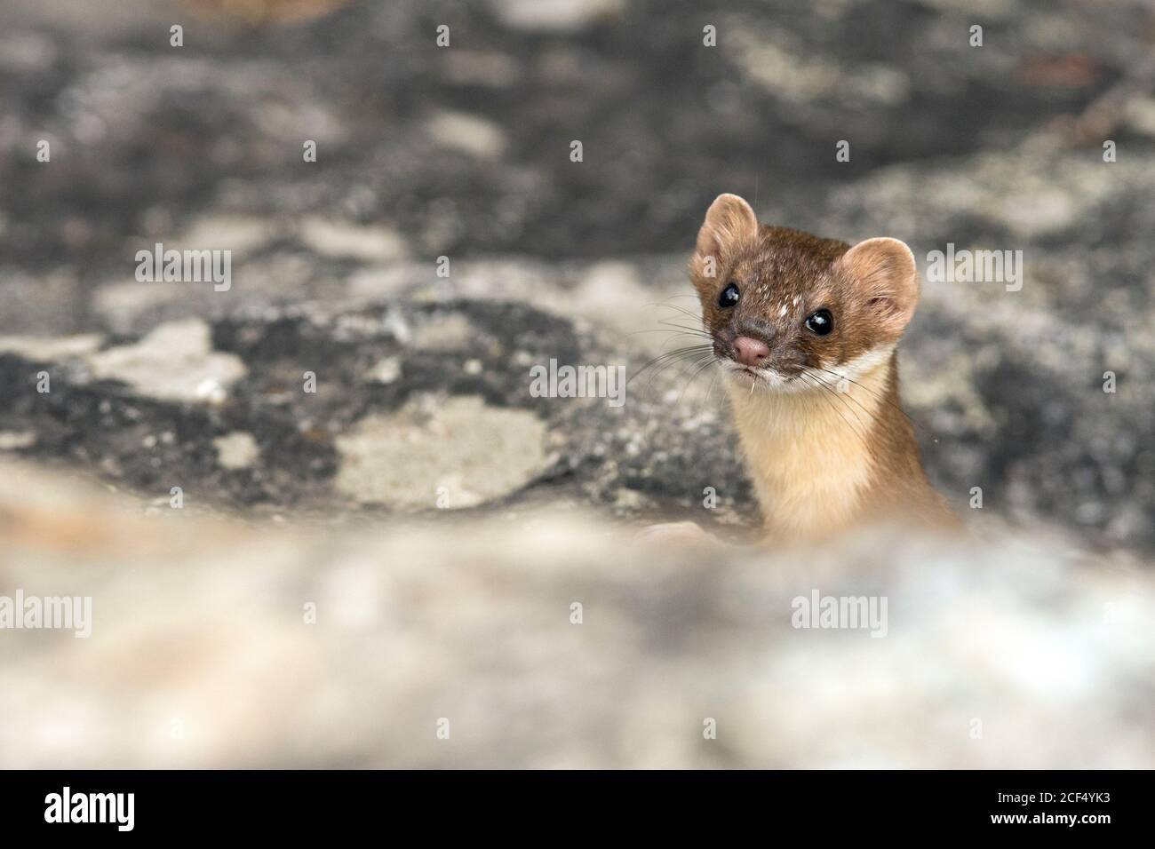 Big weasel hi-res stock photography and images - Alamy