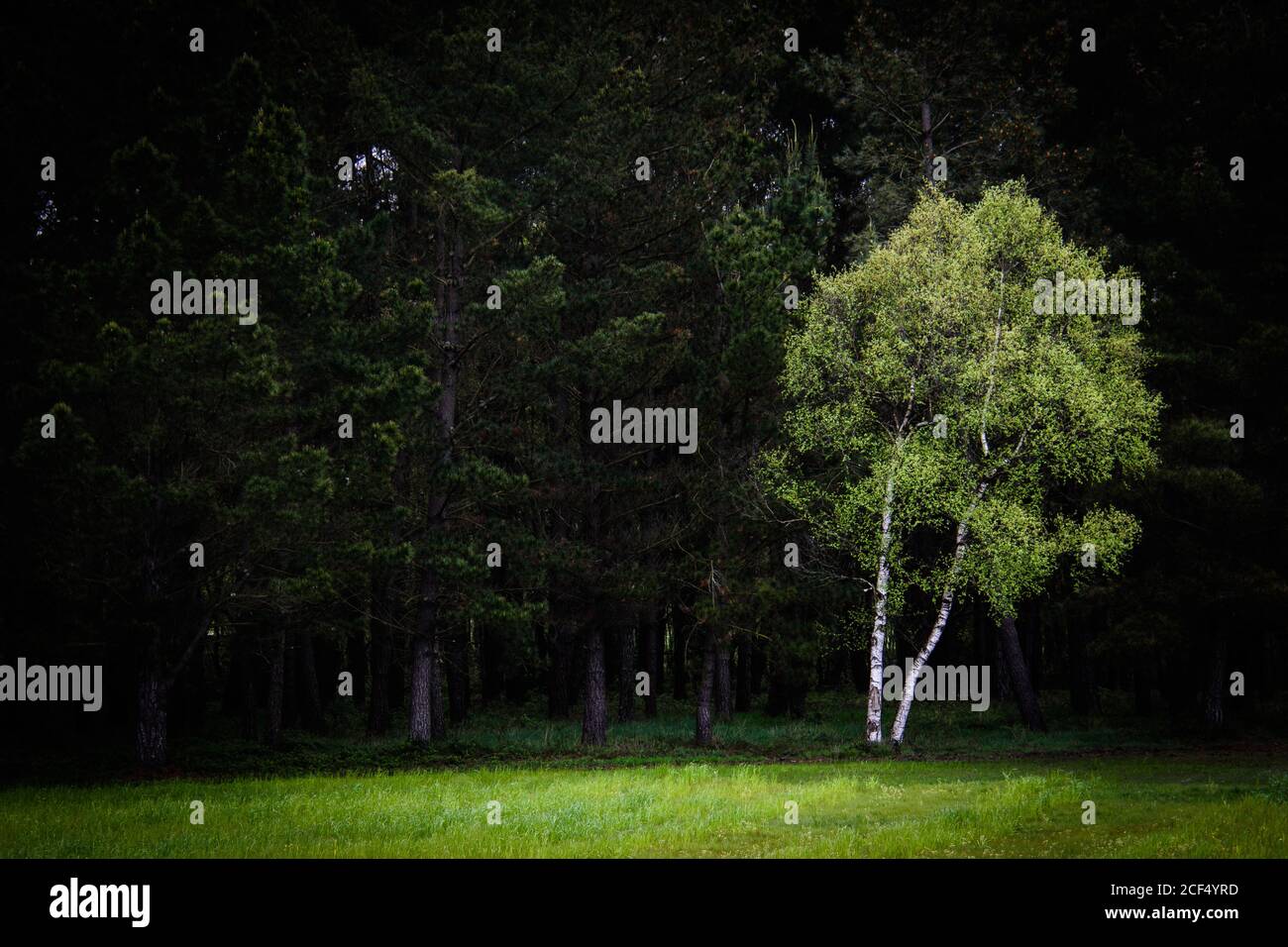 Forest in Northern spain Stock Photo - Alamy